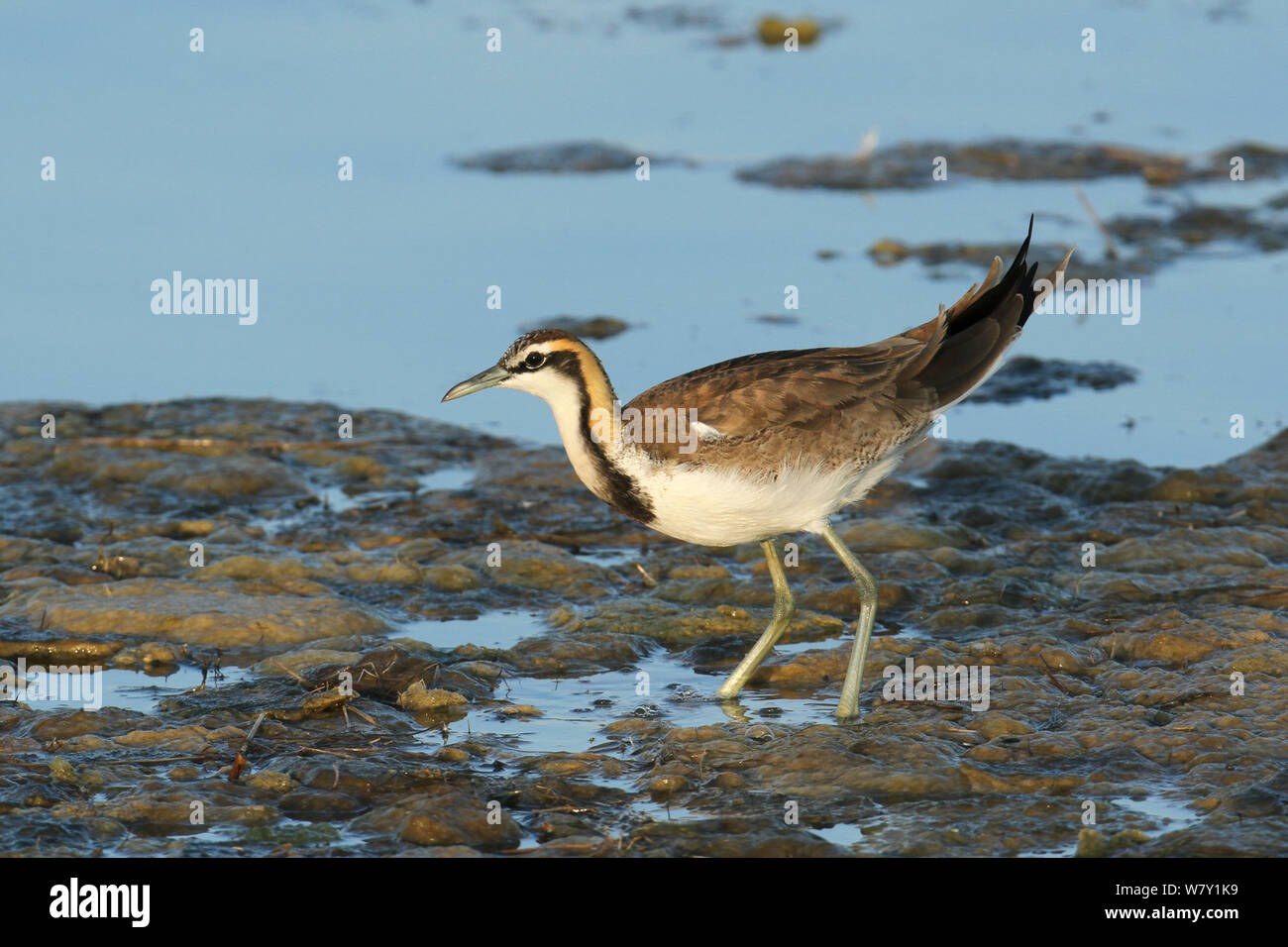 Pheasant Tailed Jacana