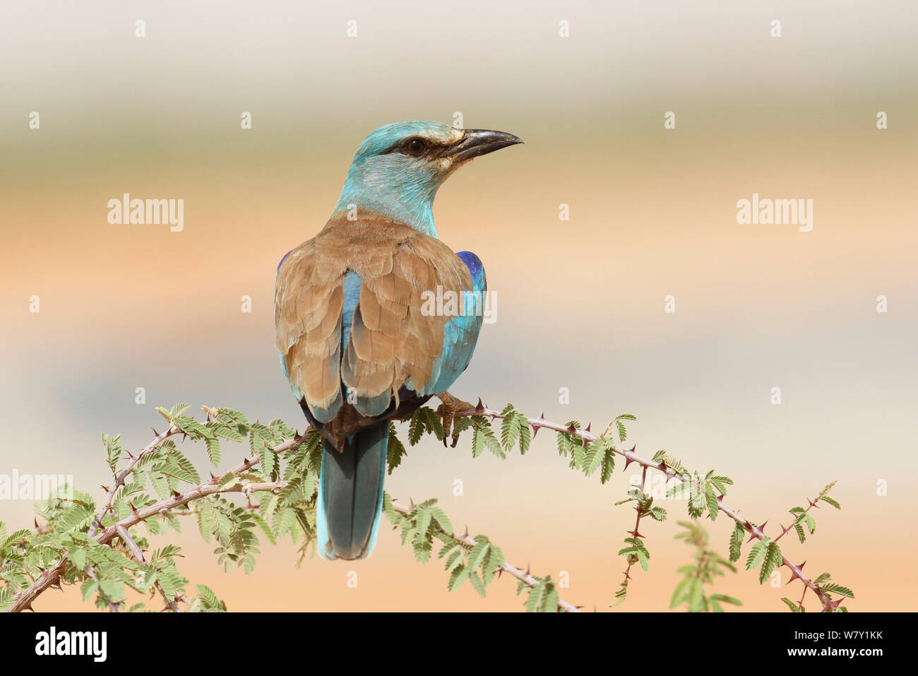 European roller (Coracias garrulus) perched, during spring migration ...