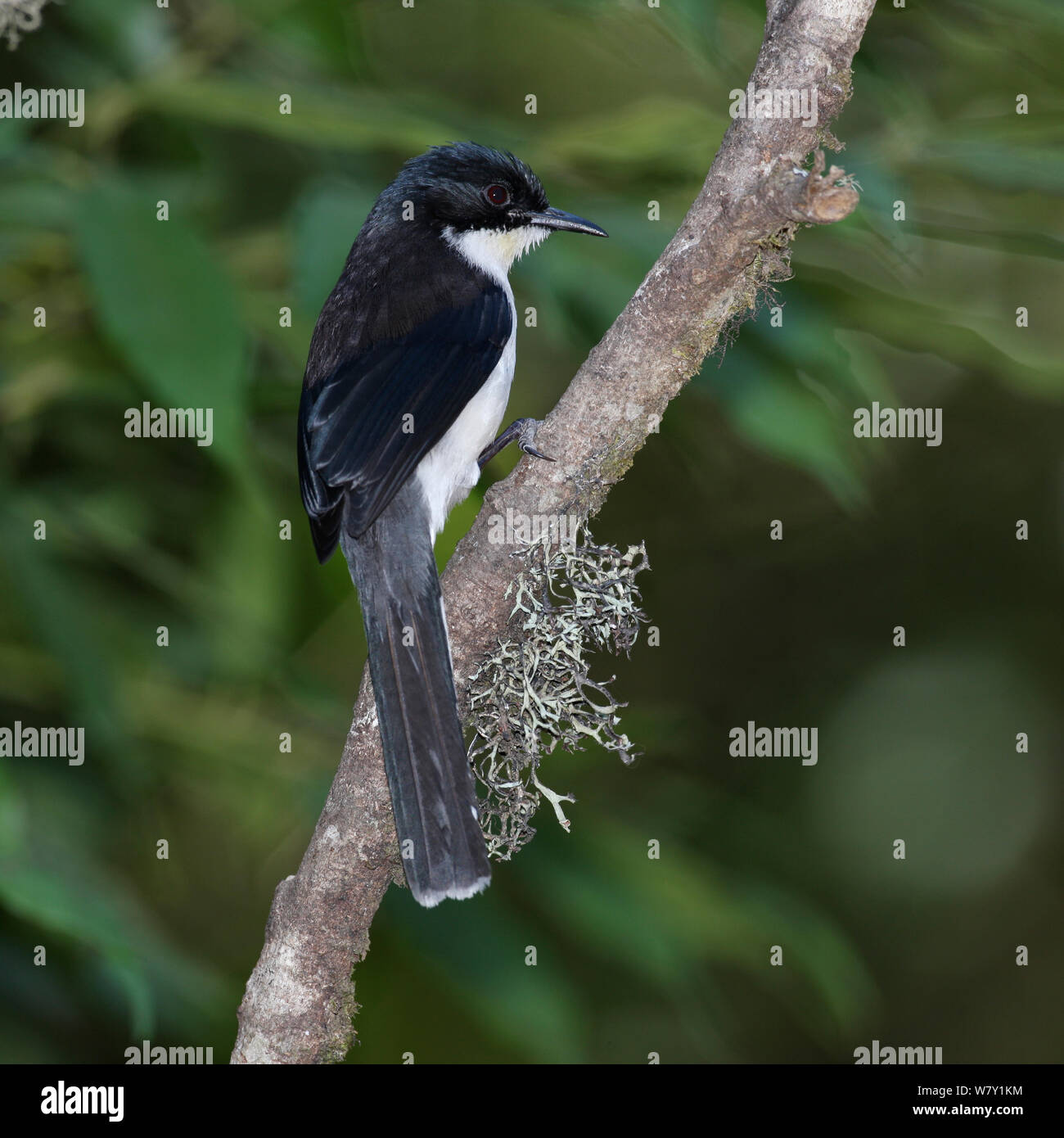 Dark-backed Sibia (Malacias melanoleucus) standing on the log taken in ...