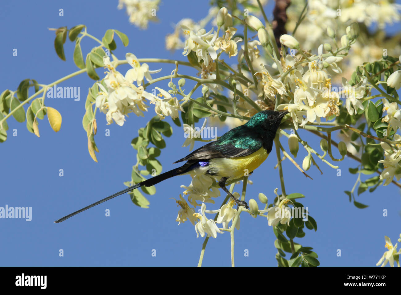 Pygmy long tailed sunbird hi-res stock photography and images - Alamy