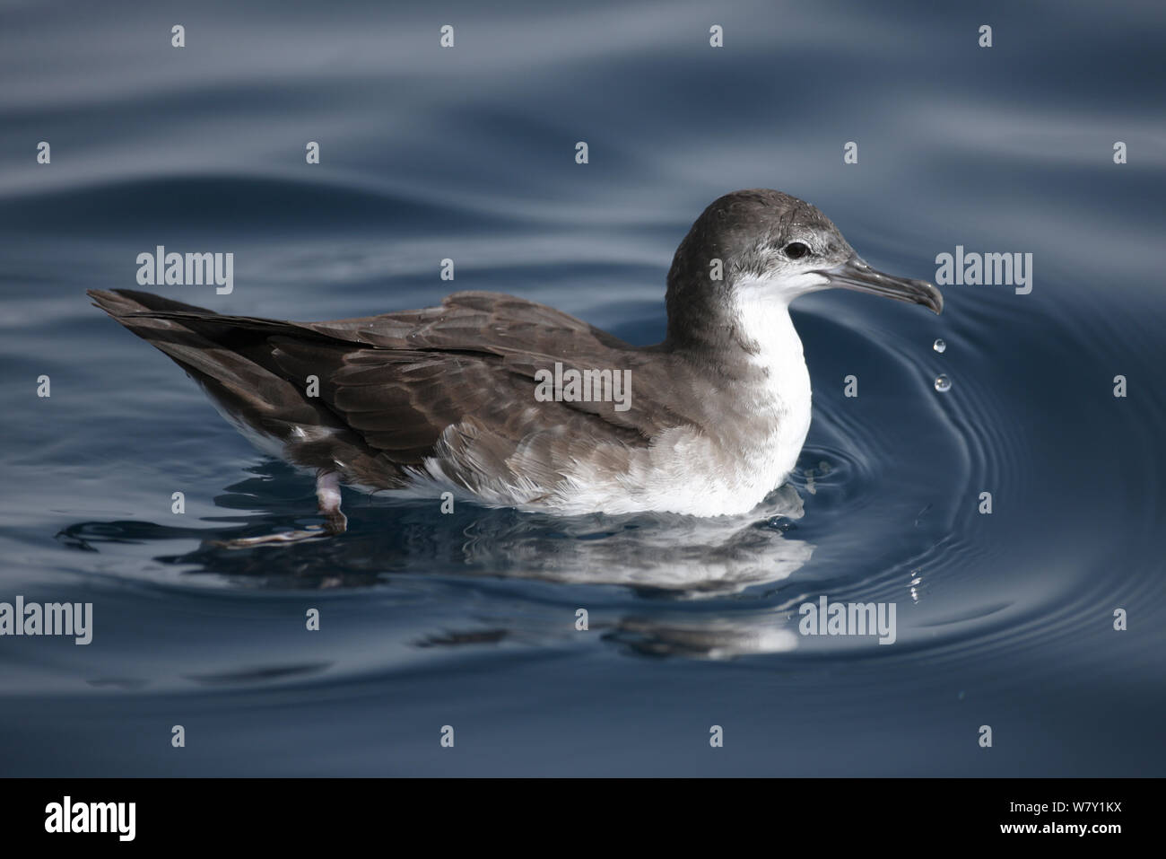 Persian shearwater (Puffinus persicus) on water, Oman, May Stock Photo ...