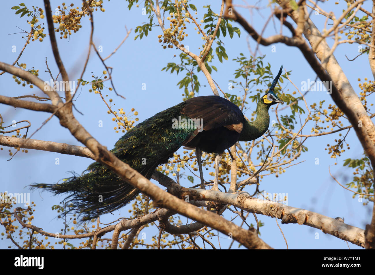Green peafowl hi-res stock photography and images - Alamy