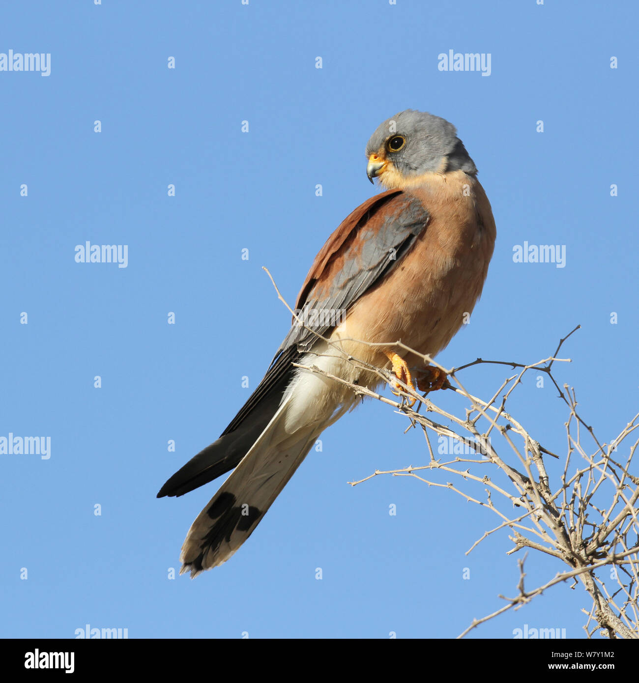 Lesser kestrel (Falco naumanni) male perched, Oman, April Stock Photo ...