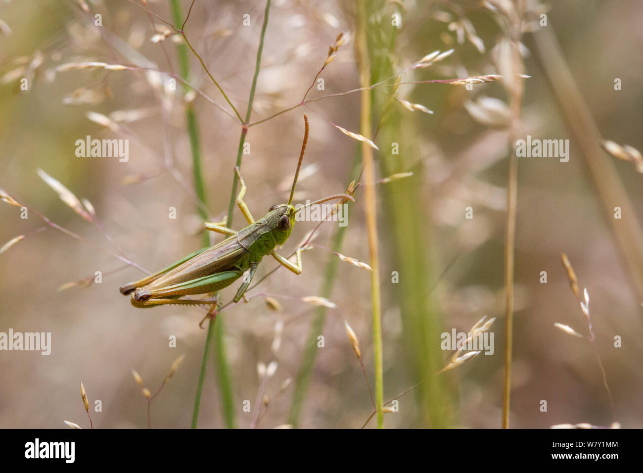 Grasshopper insect, cicada Stock Photo - Alamy