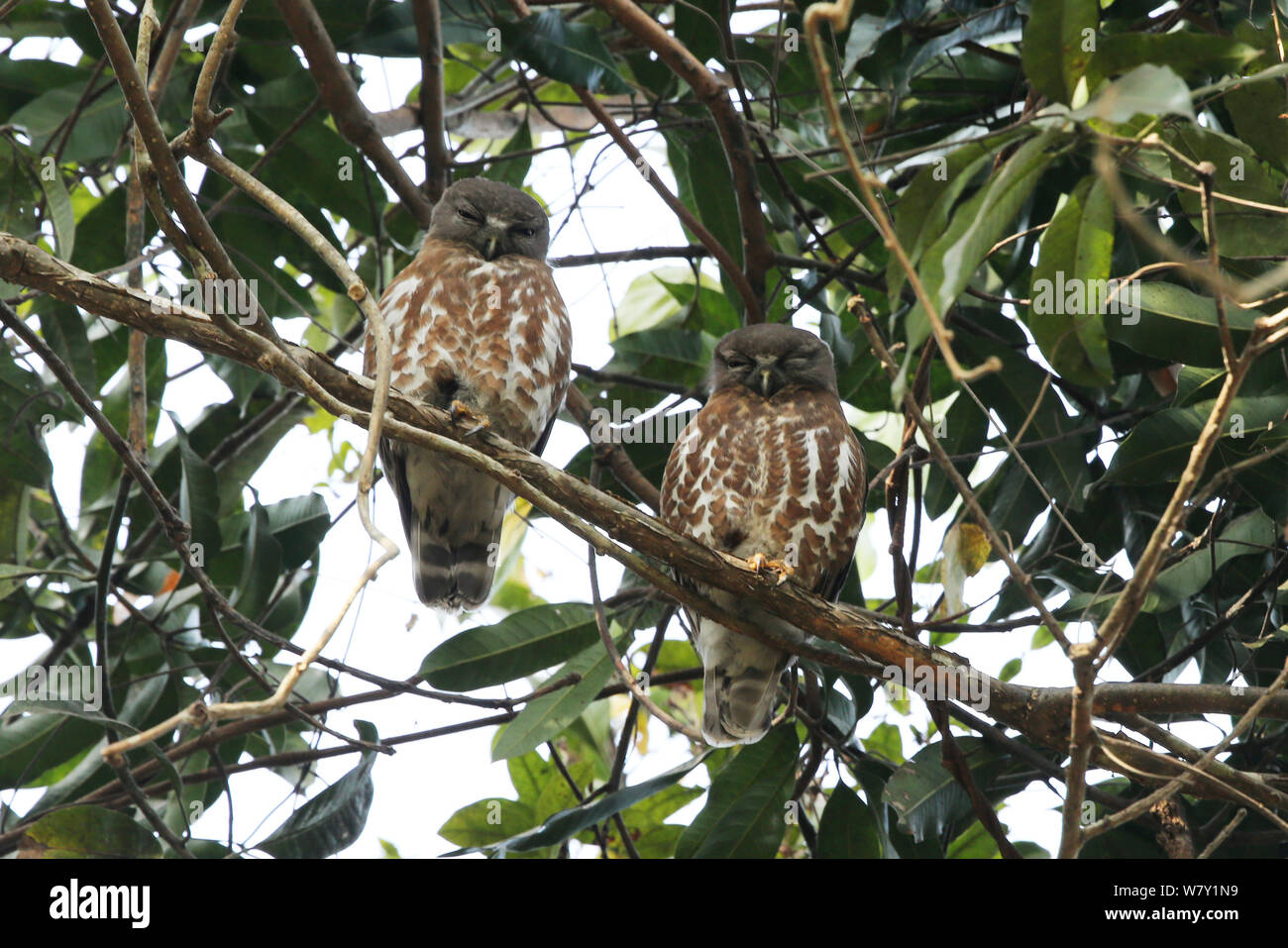 Ninox Scutulata High Resolution Stock Photography and Images - Alamy