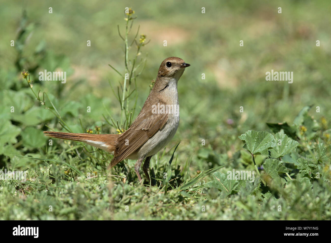 Common nightingale hi-res stock photography and images - Alamy