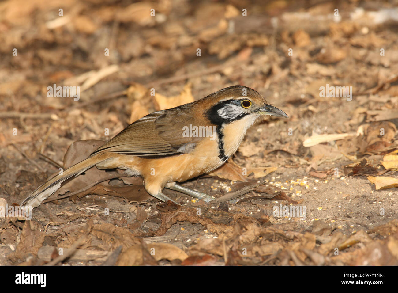 Greater necklaced laughingthrush (Garrulax pectoralis) on ground ...