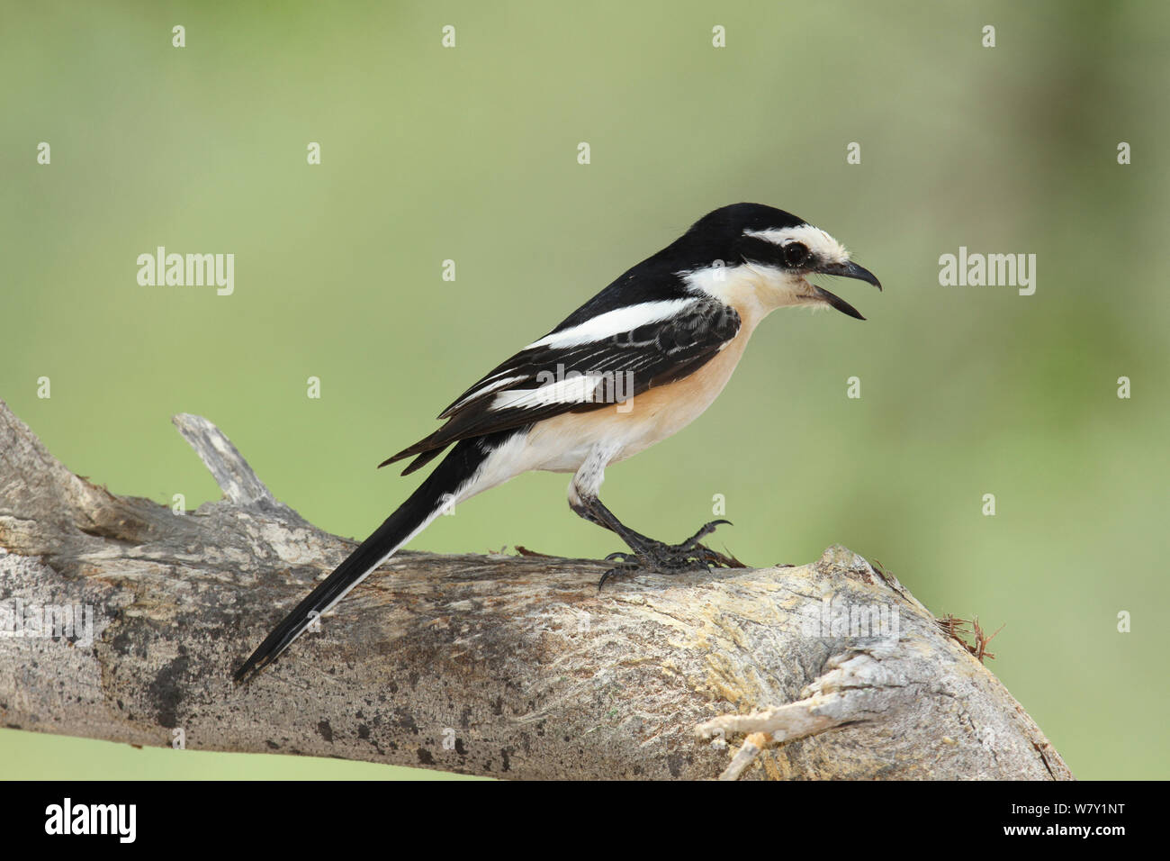 Masked shrike (Lanius nubicus) perched, during migration, Oman, May ...