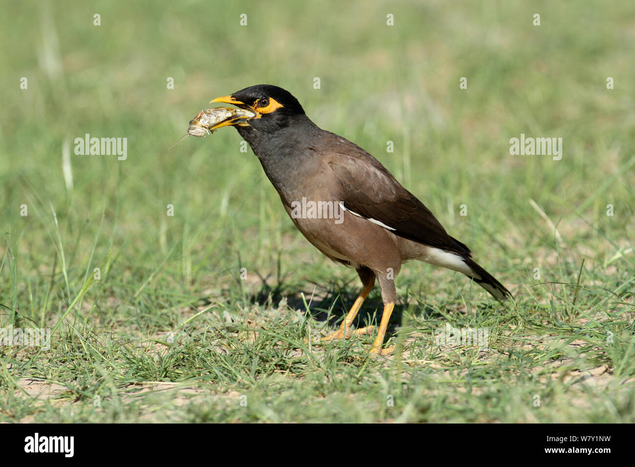 Common myna insect hi-res stock photography and images - Alamy