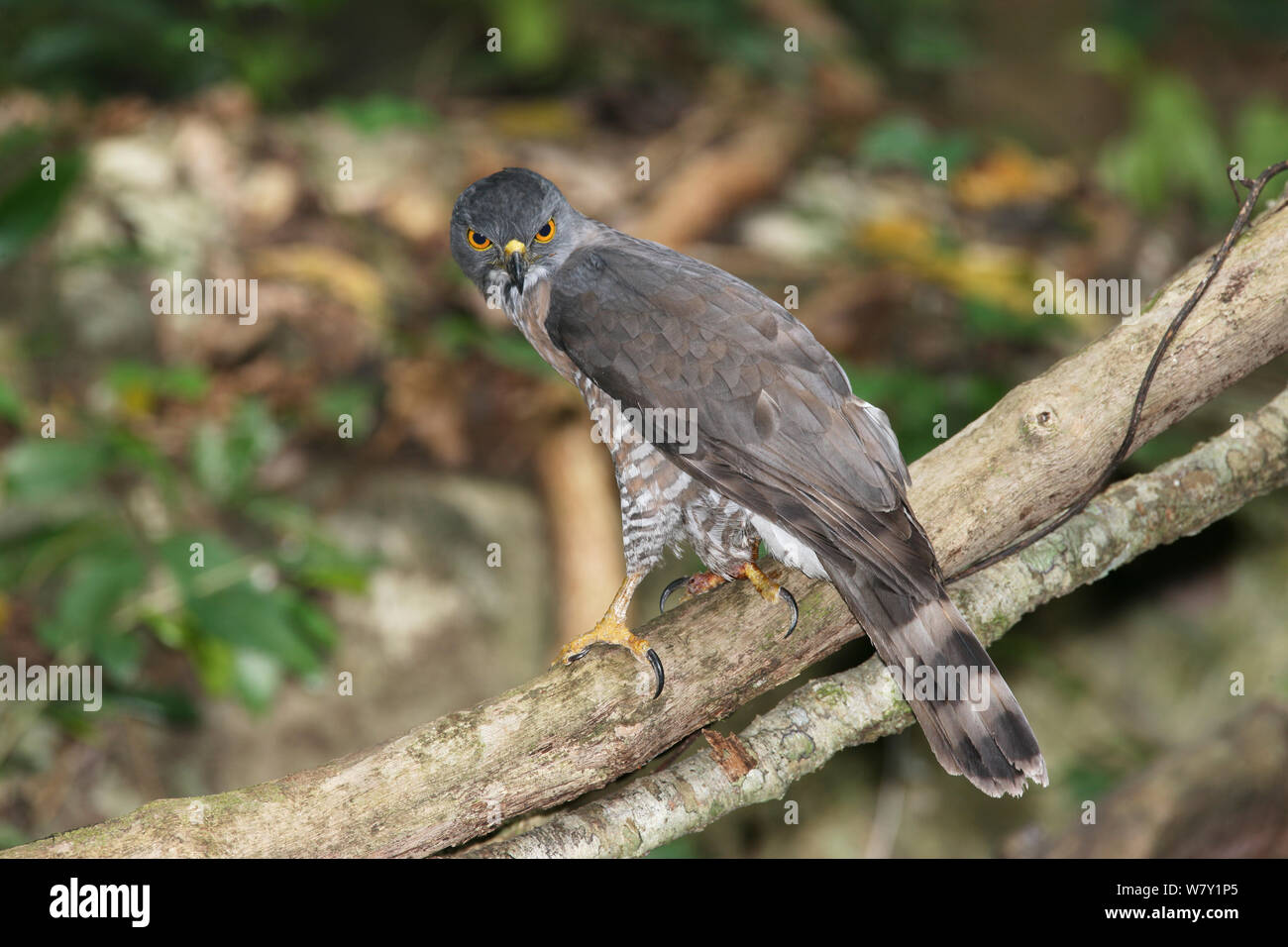 Asian birds of prey hi-res stock photography and images - Alamy