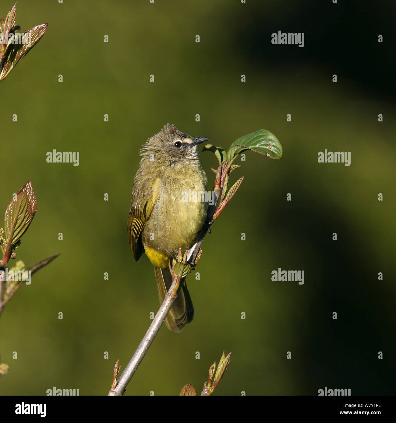 Flavescent bulbul (Pycnonotus flavescens) on twig, Thailand, February ...