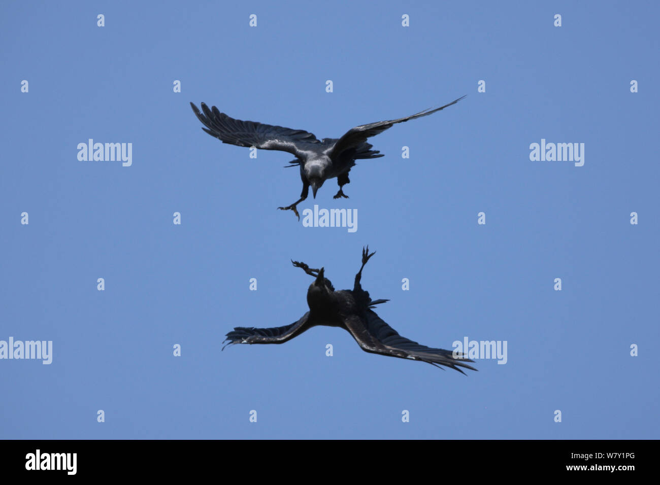 Fan tailed ravens (Corvus rhipidurus) interacting in the air, Oman ...