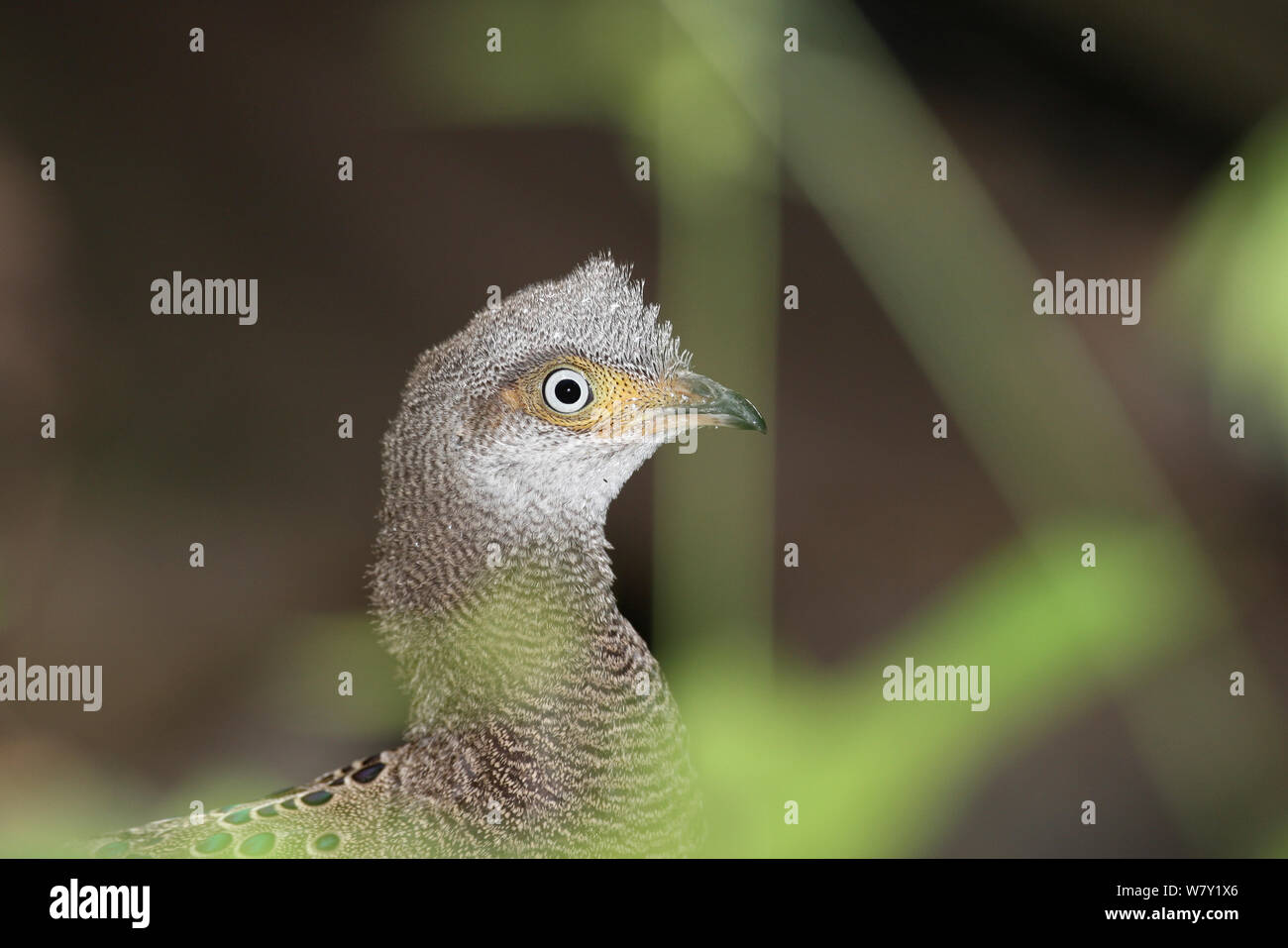 Pheasant side profile hi-res stock photography and images - Alamy