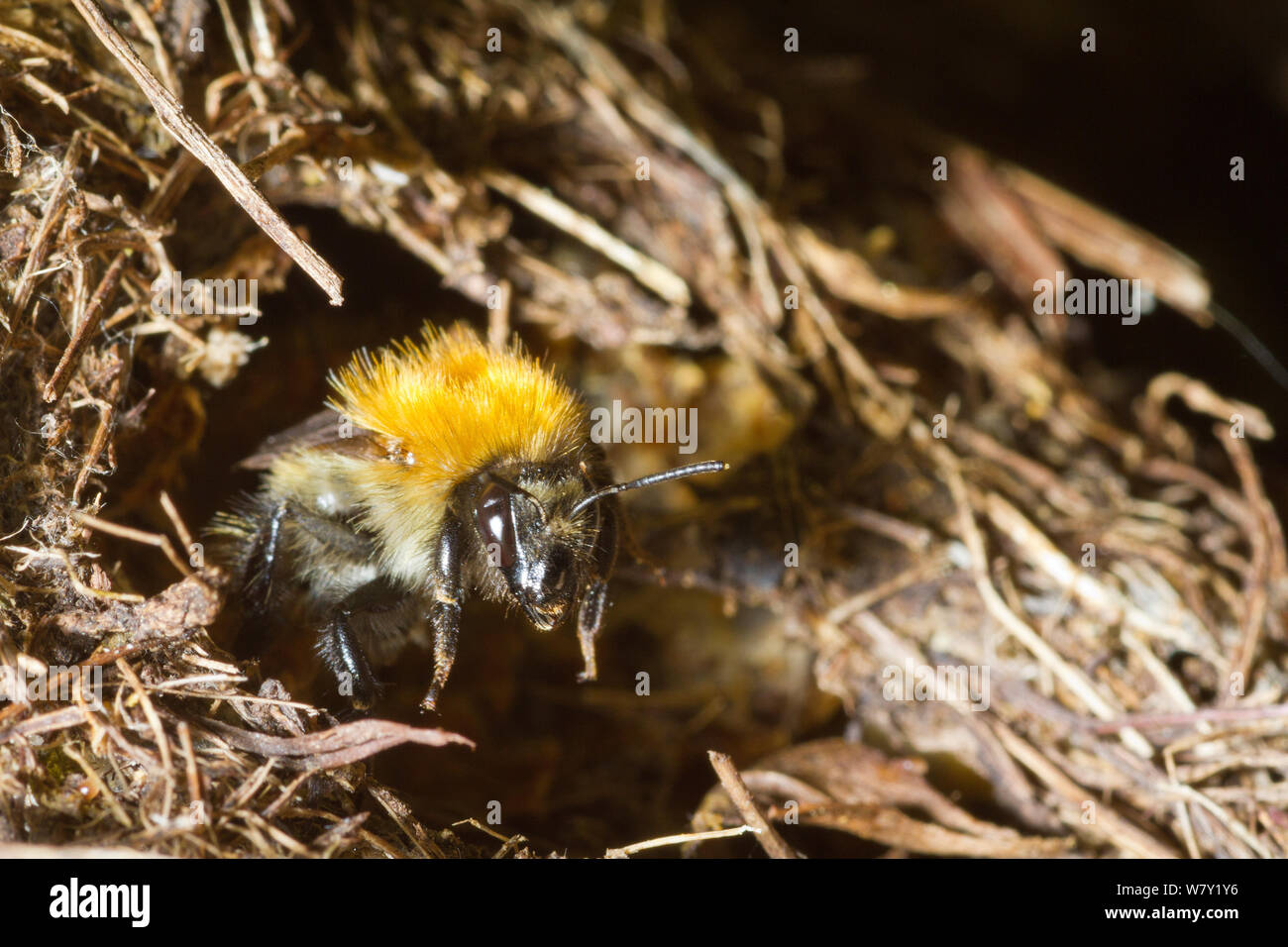 Tree bumblebee (Bombus hypnorum) at nest entrance (an old bird's nest ...