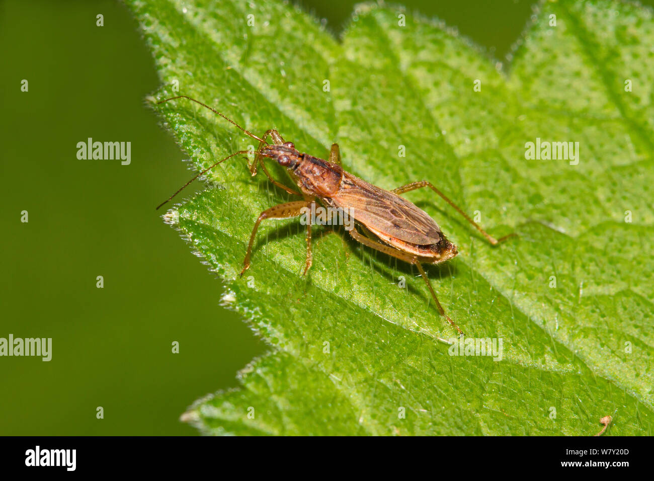 Common damsel bug (Nabis rugosus) Brockley cemetery, Lewisham, London ...