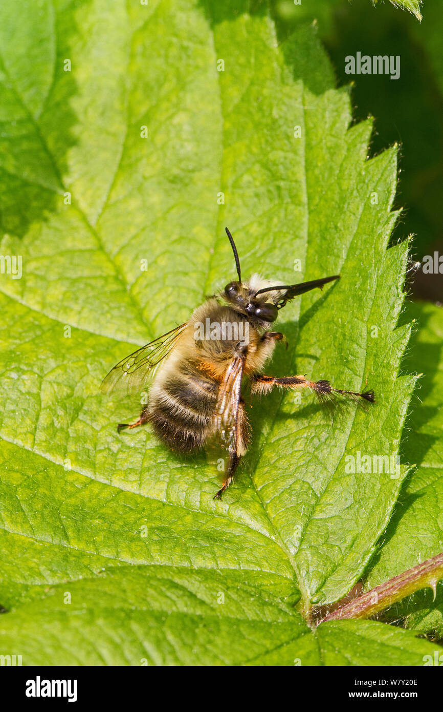 Male Hairy-footed flower bee (Anthophora plumipes) Brockley cemetery ...