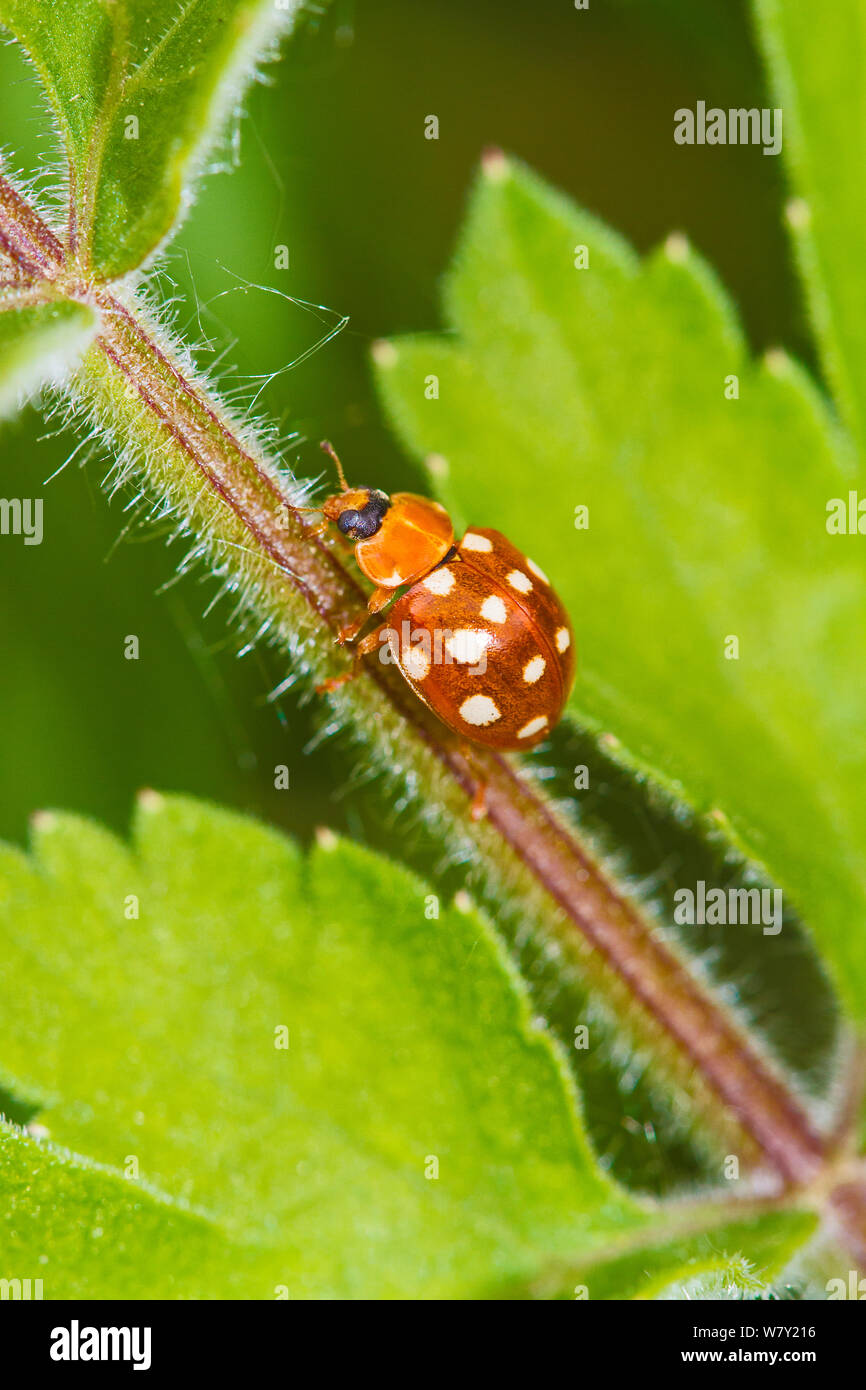 Coccinella creamspot hi-res stock photography and images - Alamy