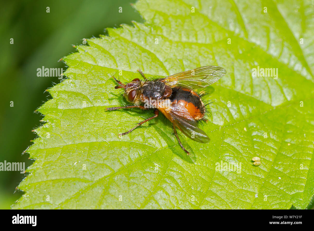 Tachinid fly (Tachina fera) Brockley cemetery, Lewisham, London ...