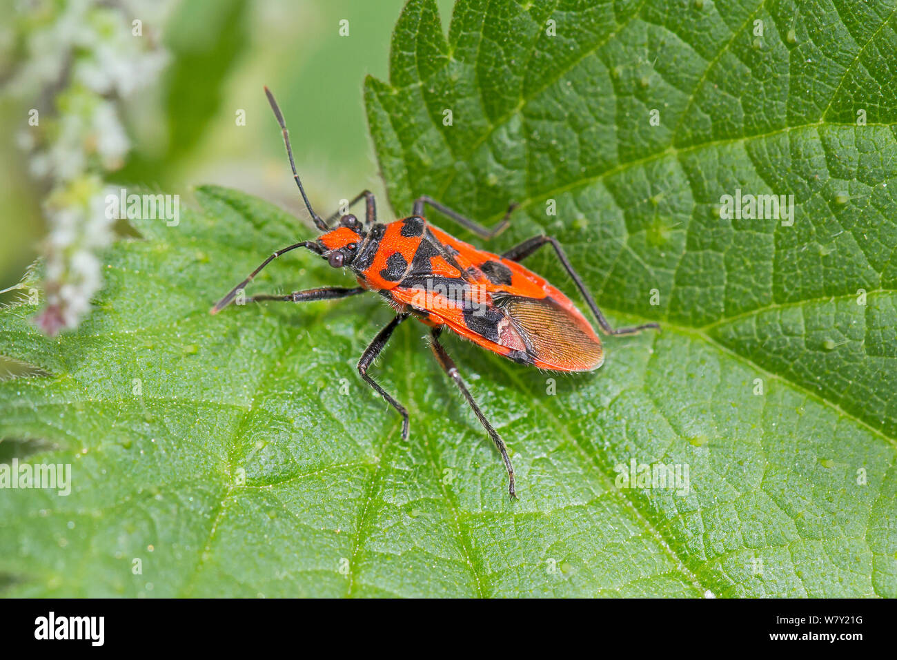 Rhopalid Bug (Corizus hyoscami) Ladywell Fields, Lewisham, London ...