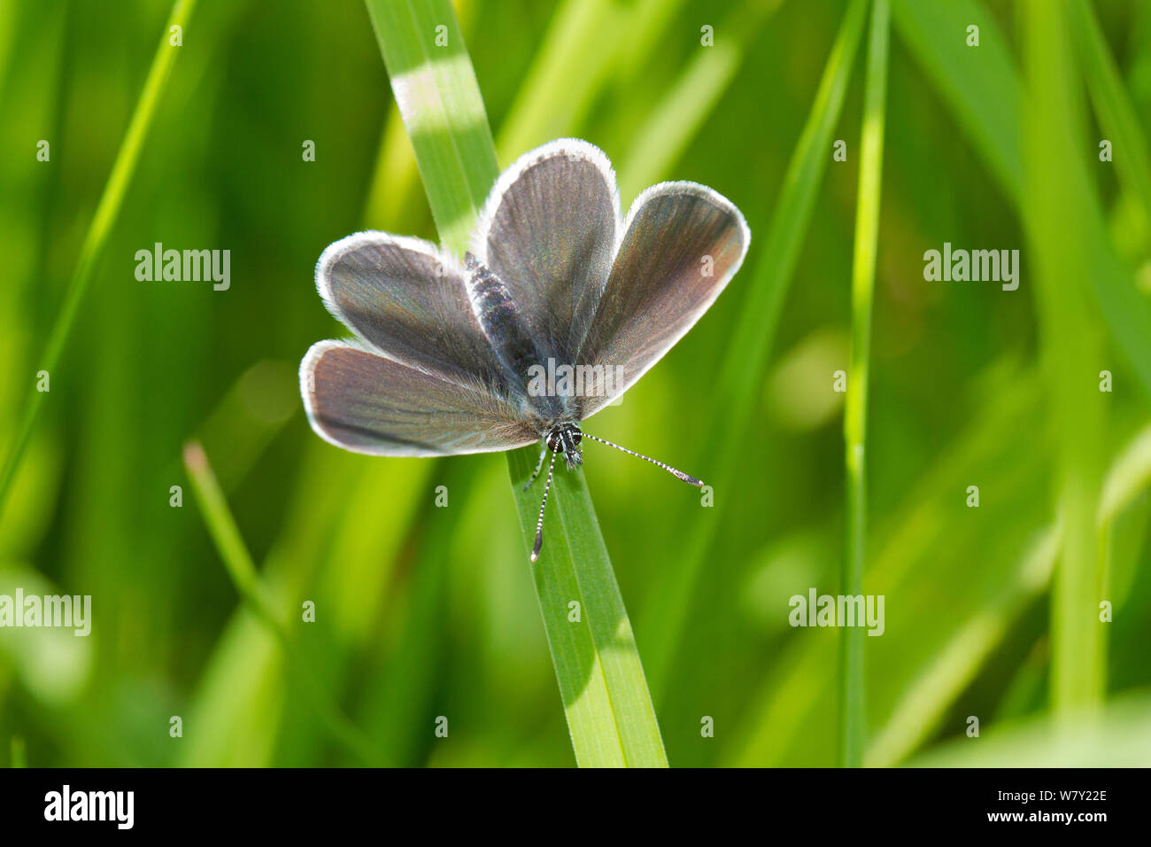 Male small blue butterfly (Cupido minimus) In dappled sunlight Britain ...