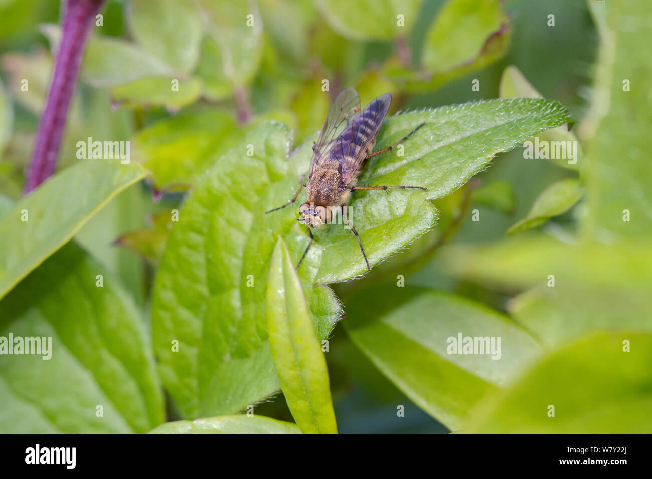 Common Stiletto Fly (Thereva nobilitata) Hutchinson's Bank, New ...