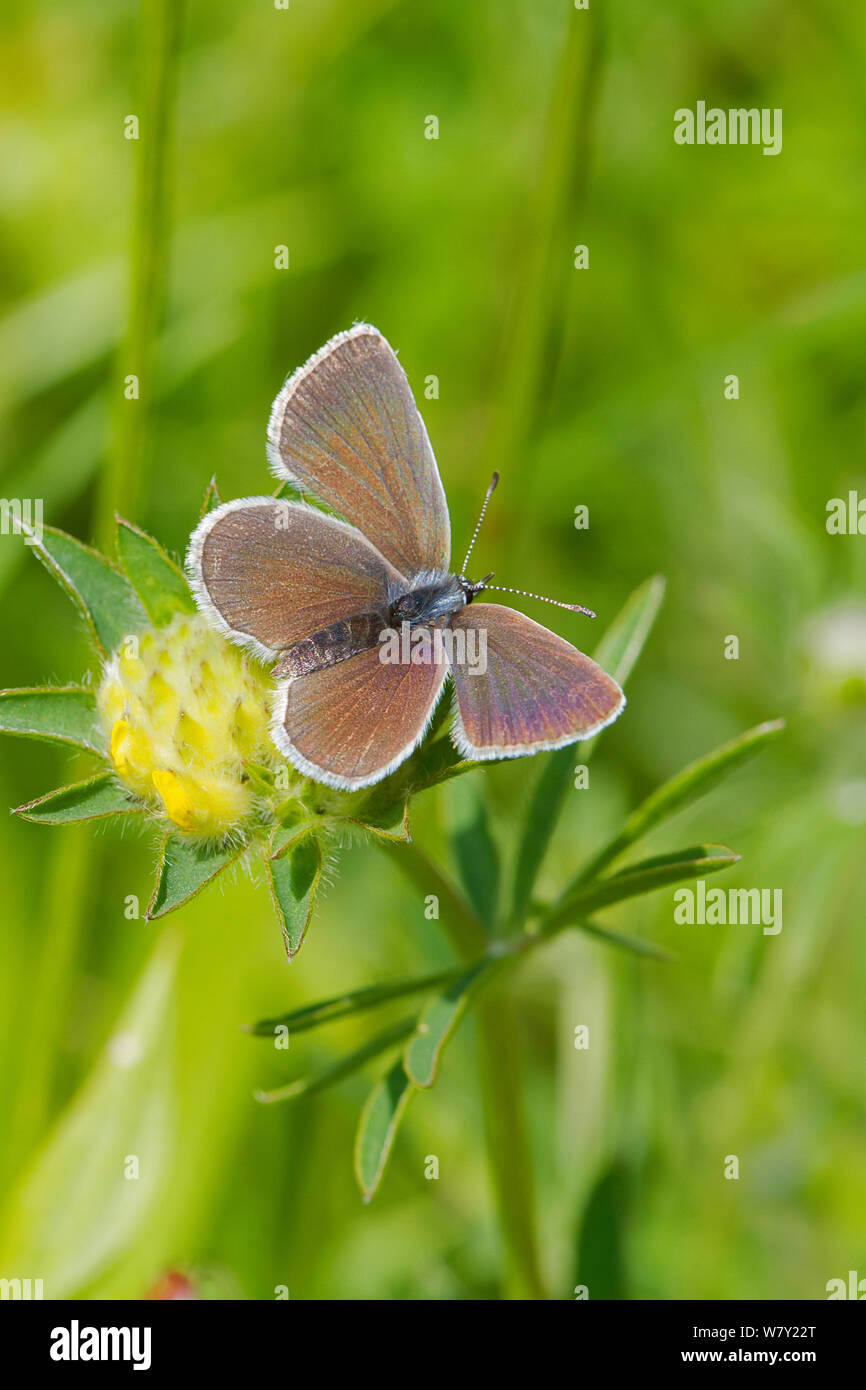 Male small blue butterfly (Cupido minimus) Britain's smallest butterfly ...