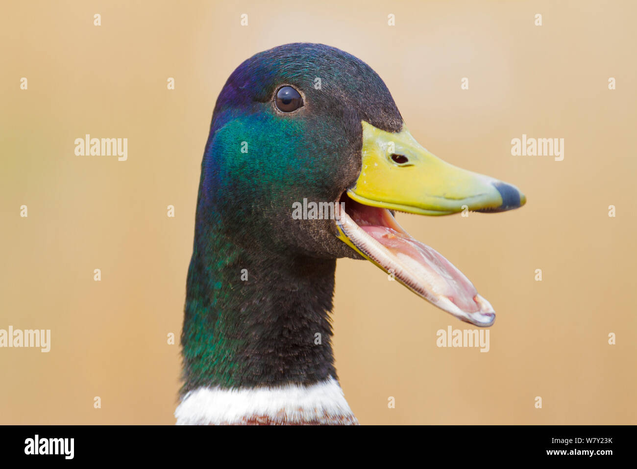 Mallard duck beak open hi-res stock photography and images - Alamy