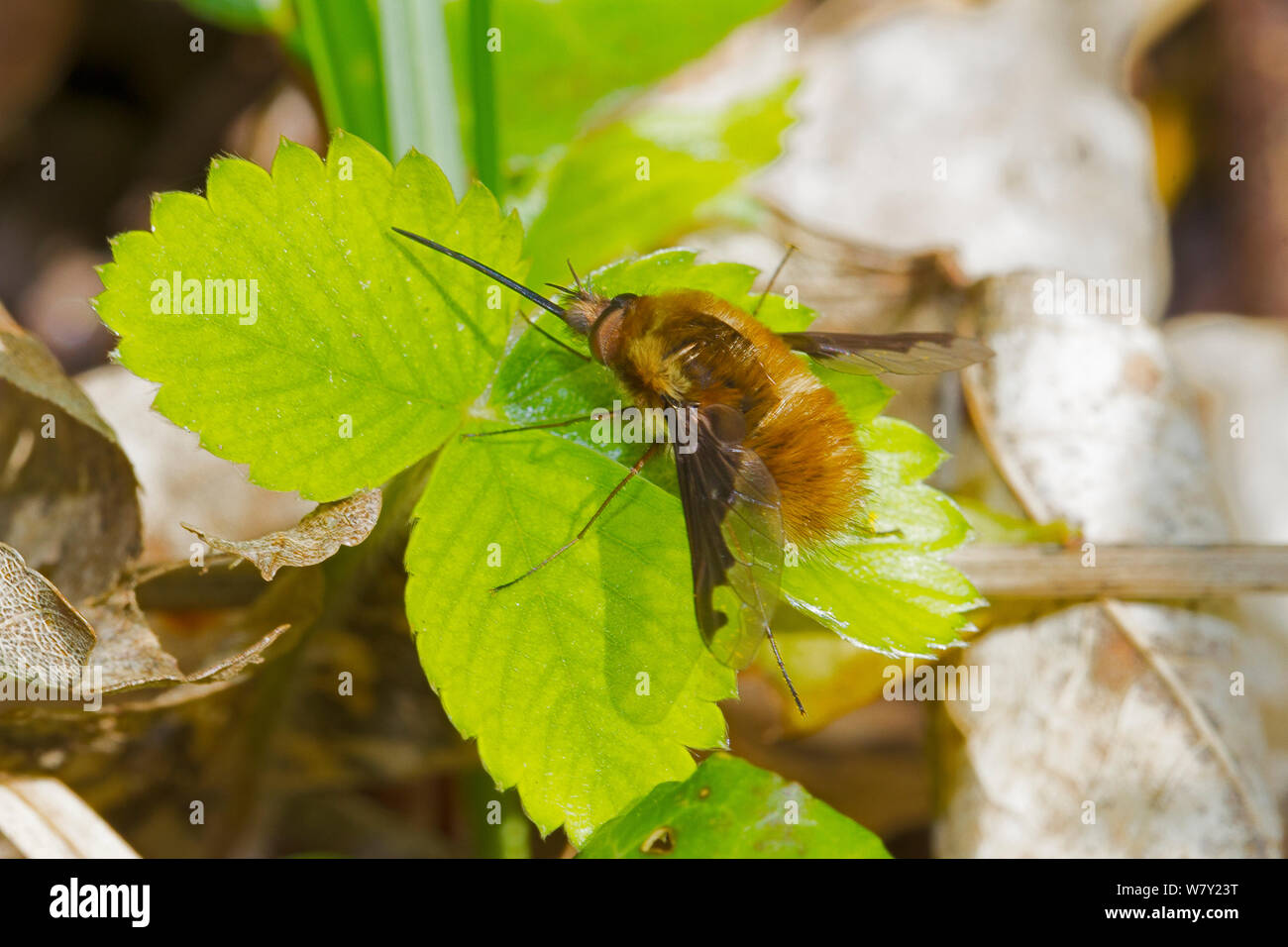 Dark-edged bee-fly (Bombylius major) Brockley cemetery, Lewisham ...