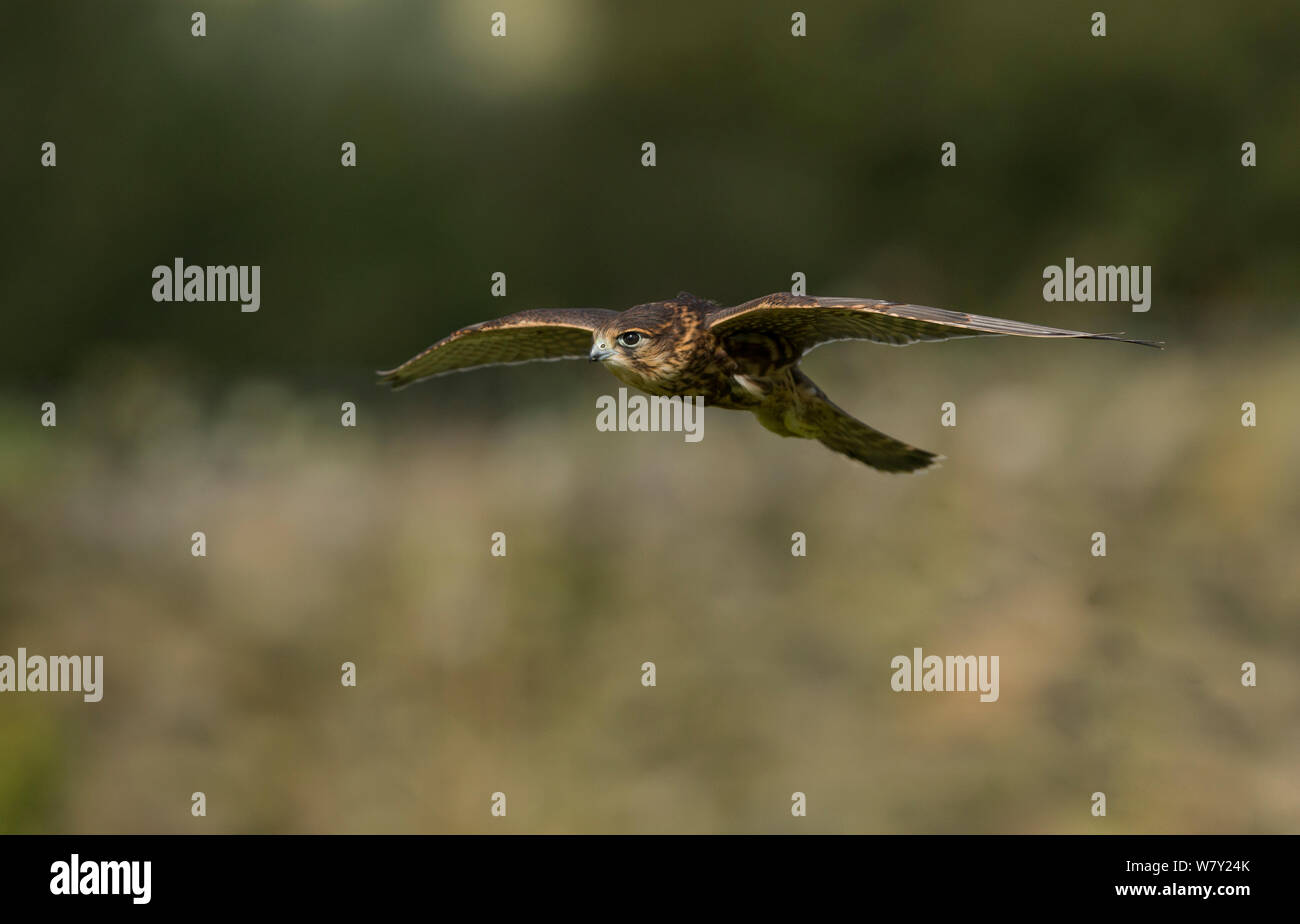 Falco columbarius in flight hi-res stock photography and images - Alamy