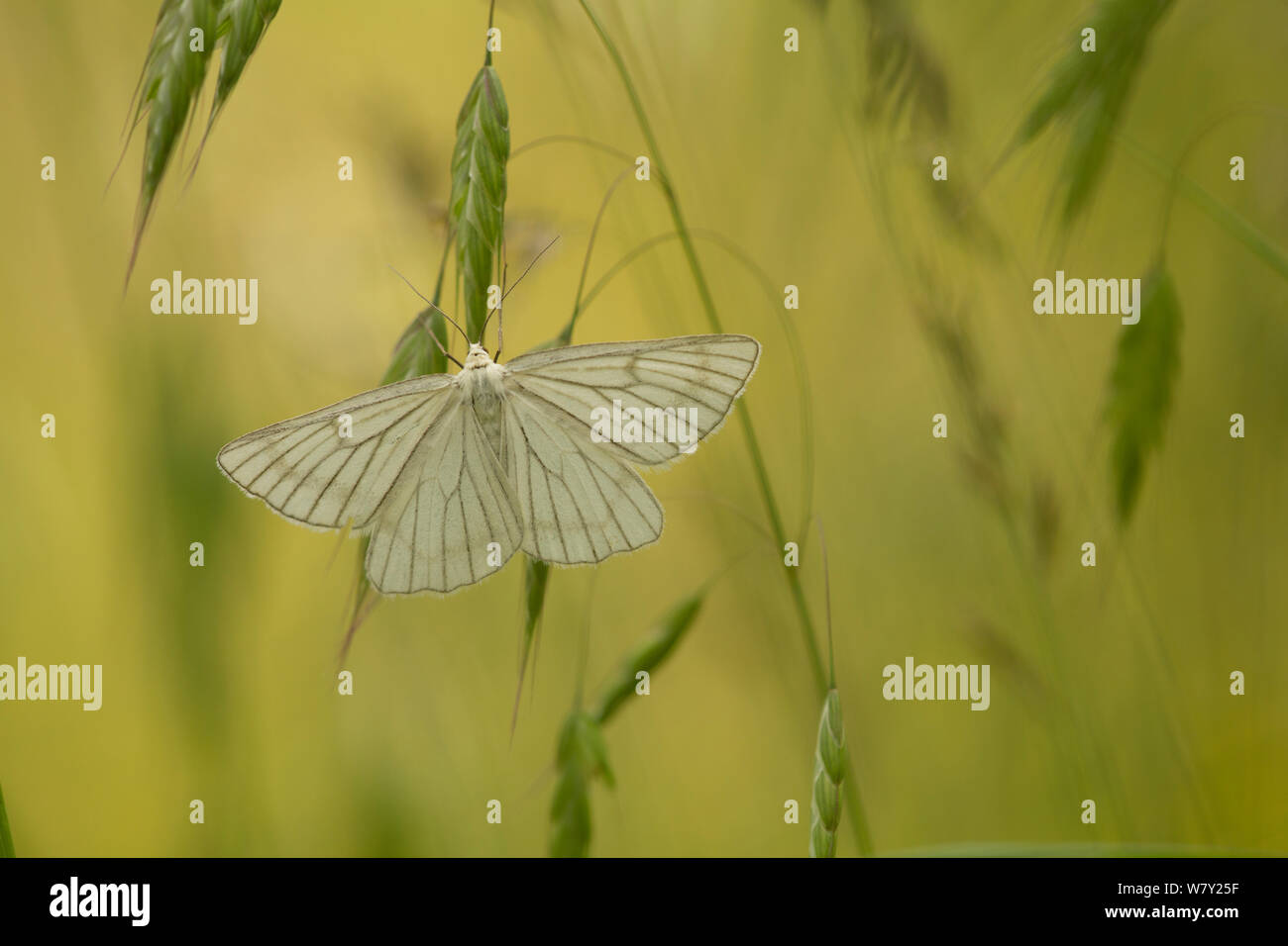 Black veined moth siona lineata hi-res stock photography and images - Alamy
