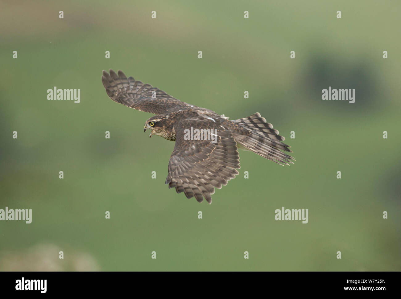 Juvenile male sparrowhawk accipiter nisus hi-res stock photography and ...