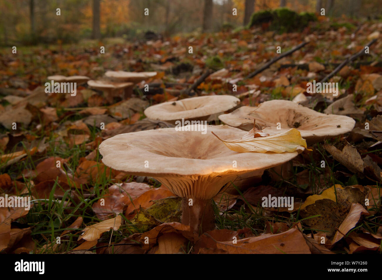 Trooping funnel fungus (Infundibulicybe geotropa) Derbyshire, UK ...