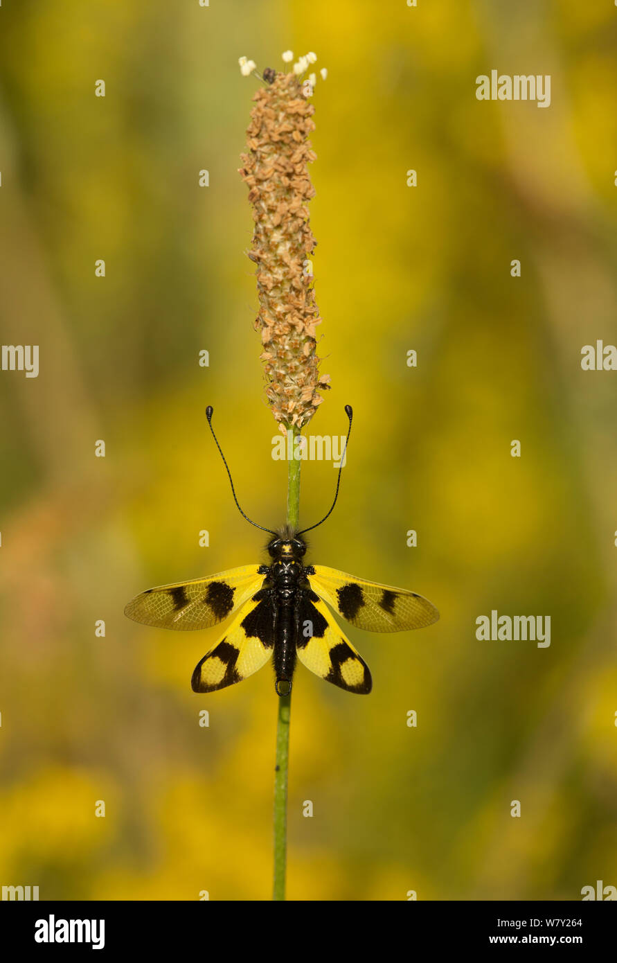 Macaronius hi-res stock photography and images - Alamy