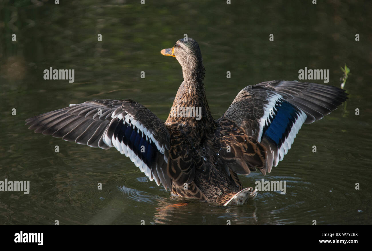 Mallard rear view hi-res stock photography and images - Alamy