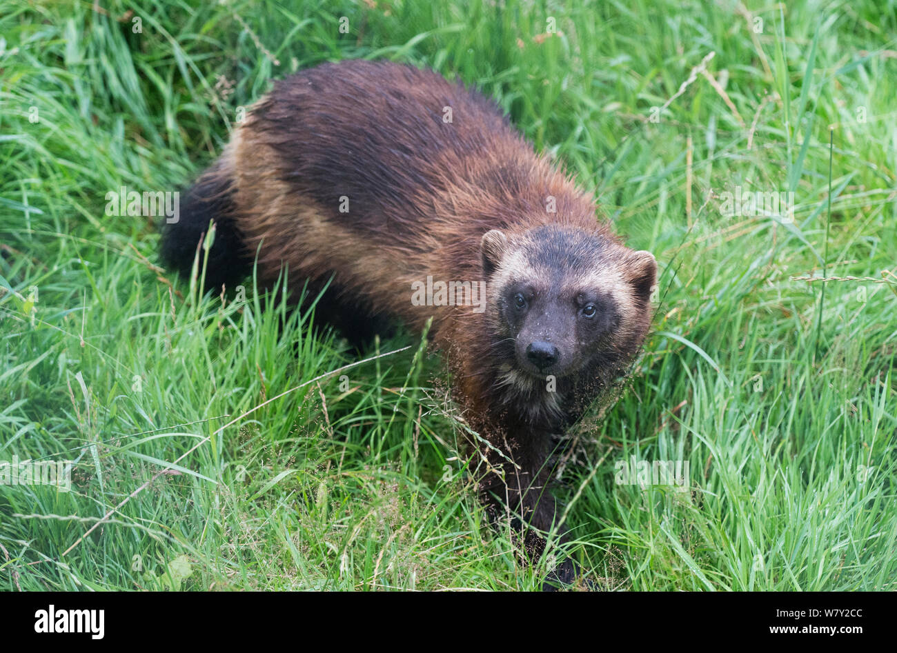Wolverine Glutton Carcajou Gulo Gulo High Resolution Stock Photography ... Wolverine Glutton Carcajou Gulo Gulo High Resolution Stock Photography ...