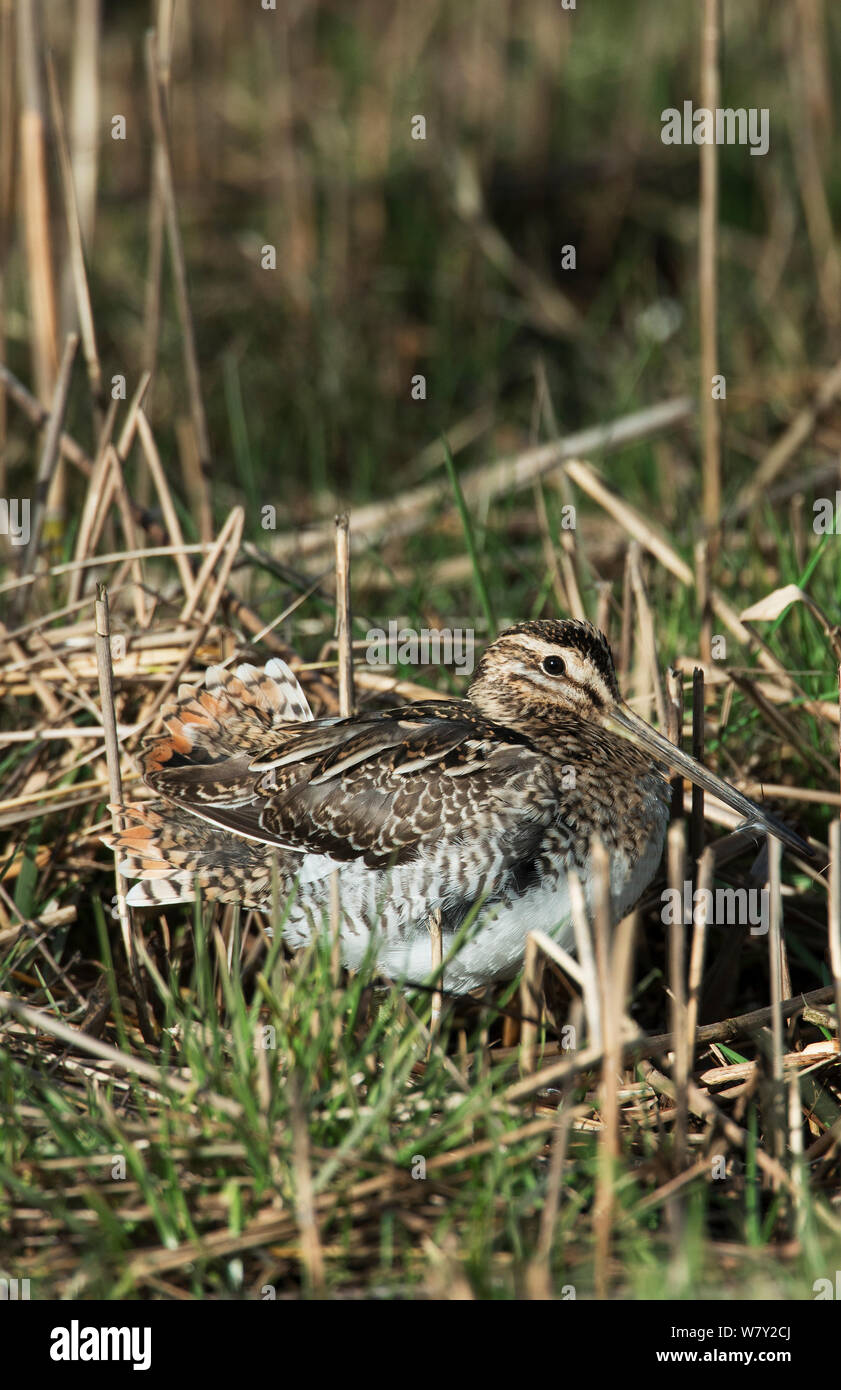 Common snipe (Gallinago gallinago) ruffling tail feathers, Cresswell ...