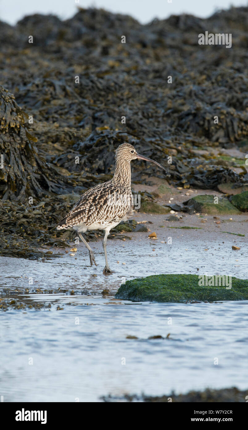 Curlew island hi-res stock photography and images - Alamy