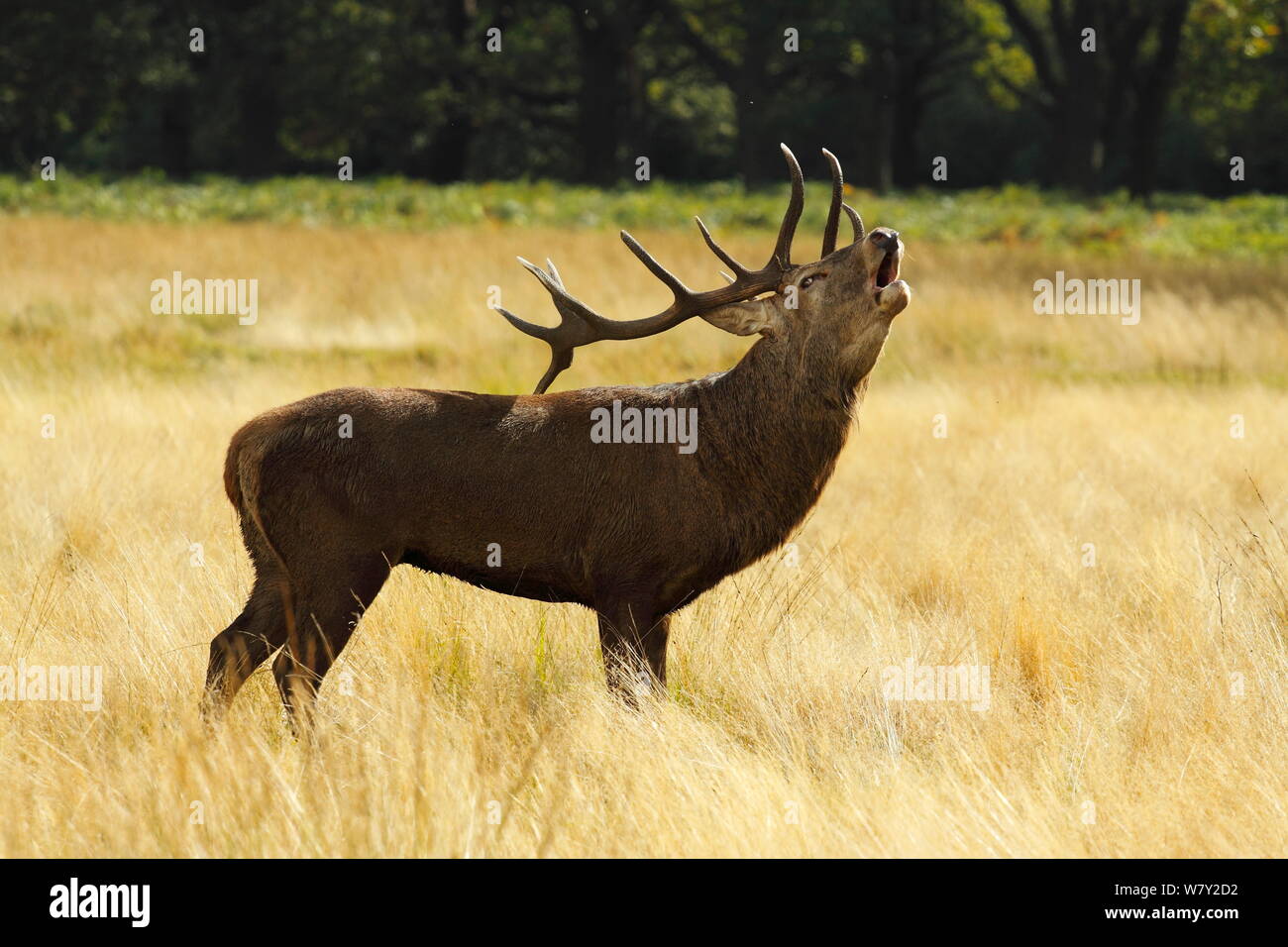 Elk bellowing hi-res stock photography and images - Alamy