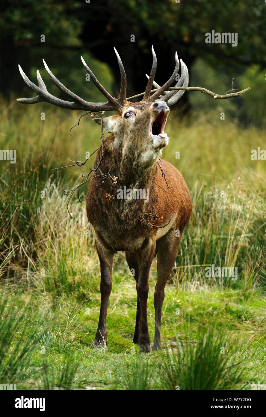Red deer with small antlers hi-res stock photography and images - Alamy