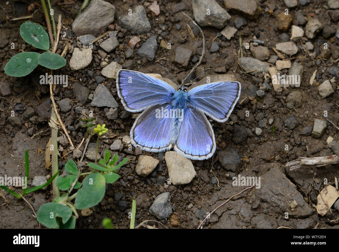Green Underside Blue butterfly (Glaucopsyche alexis) Mercantour ...