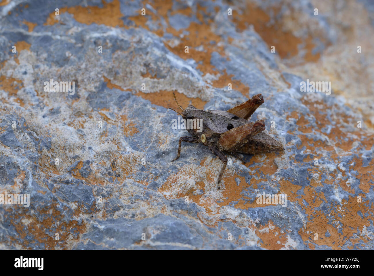 Ground Hopper (Tetrix bipunctata) Fort de Rimplas, Mercantour National ...