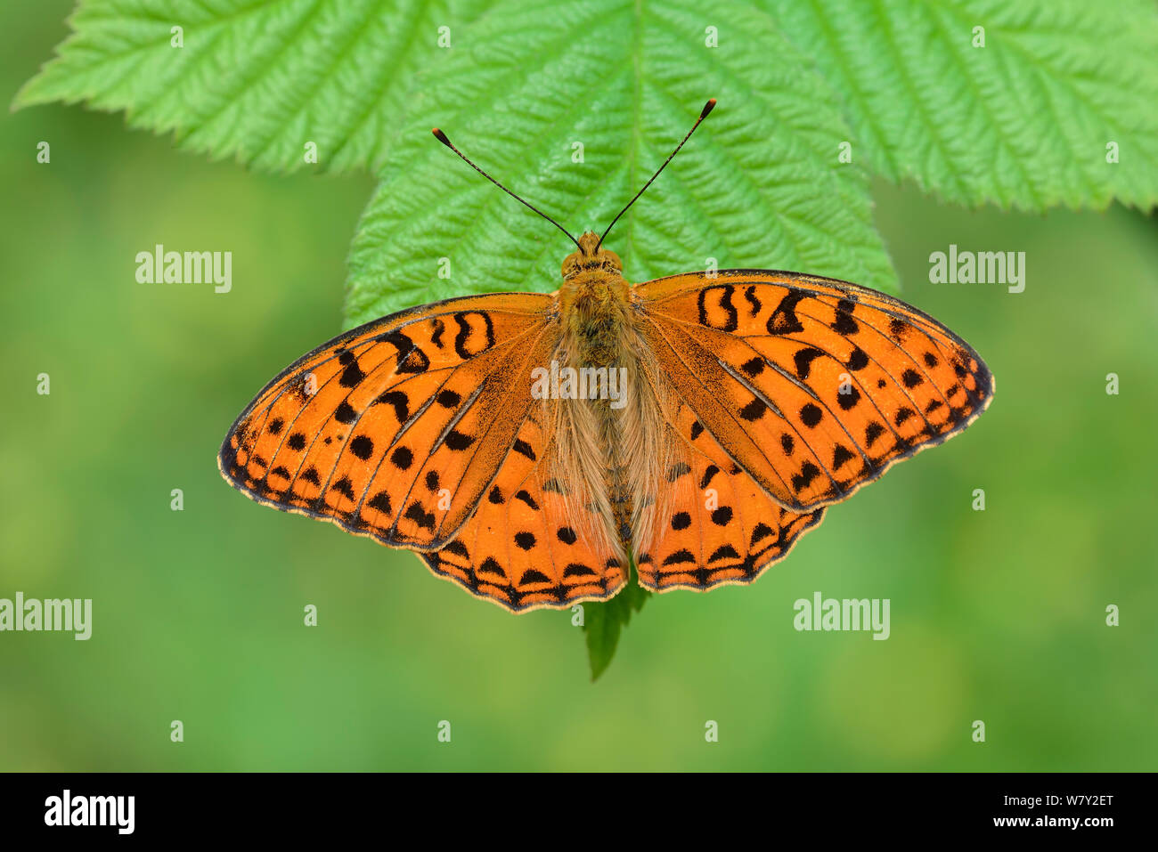 High Brown Fritillary butterfly (Argynnis adippe) Mercantour National ...
