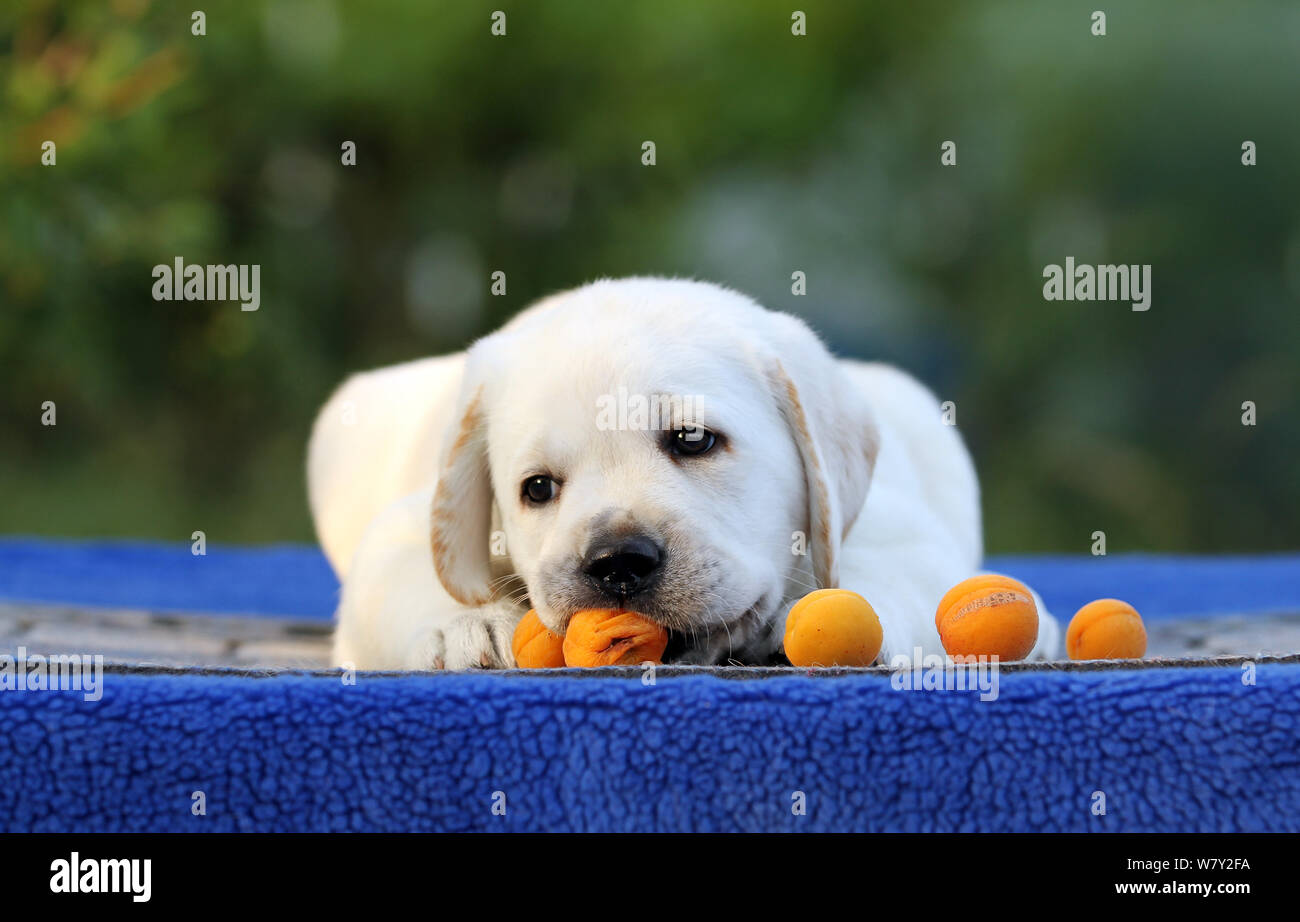 the nice little labrador puppy on a blue background Stock Photo - Alamy