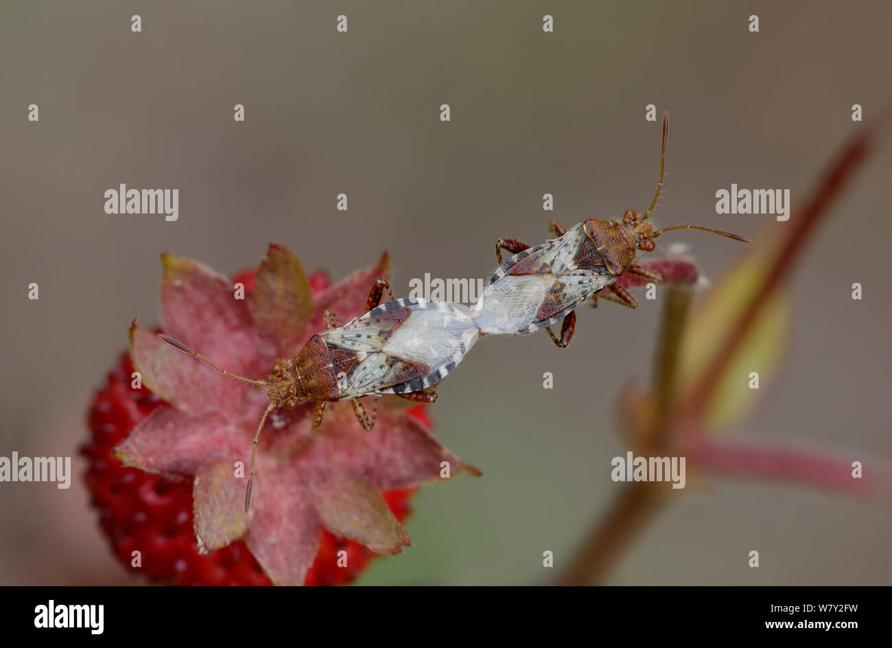 Bugs mating (Rhopalus subrufus) on strawberry, Mercantour National Park ...