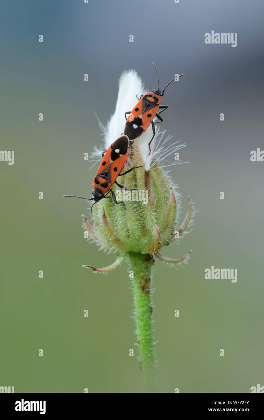 Seed bug (Lygaeus equestris) on seed head, Fort de Rimplas, Mercantour ...