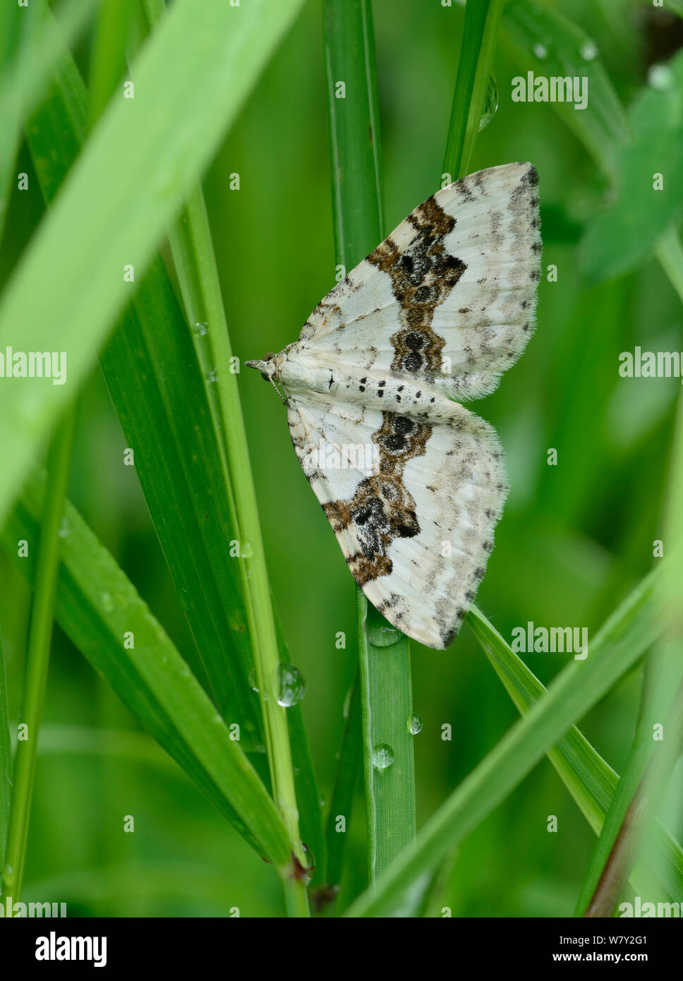 Silver-ground Carpet moth (Xanthorhoe montanata) Mercantour National ...