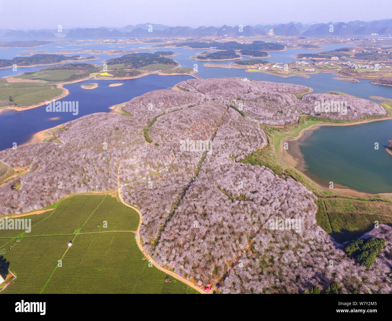 Cherry blossom anshun city hi-res stock photography and images - Alamy