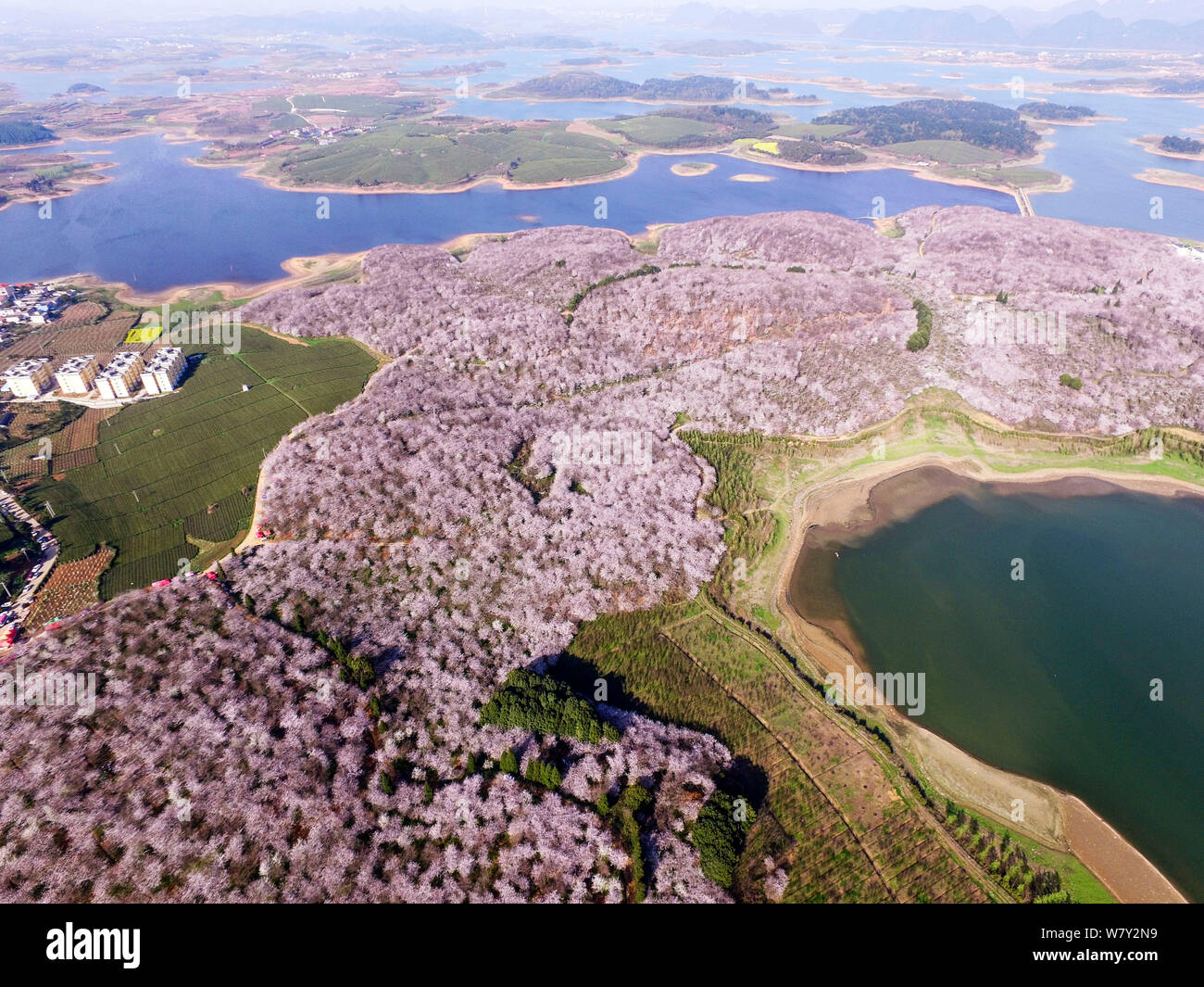 Cherry blossom anshun city hi-res stock photography and images - Alamy