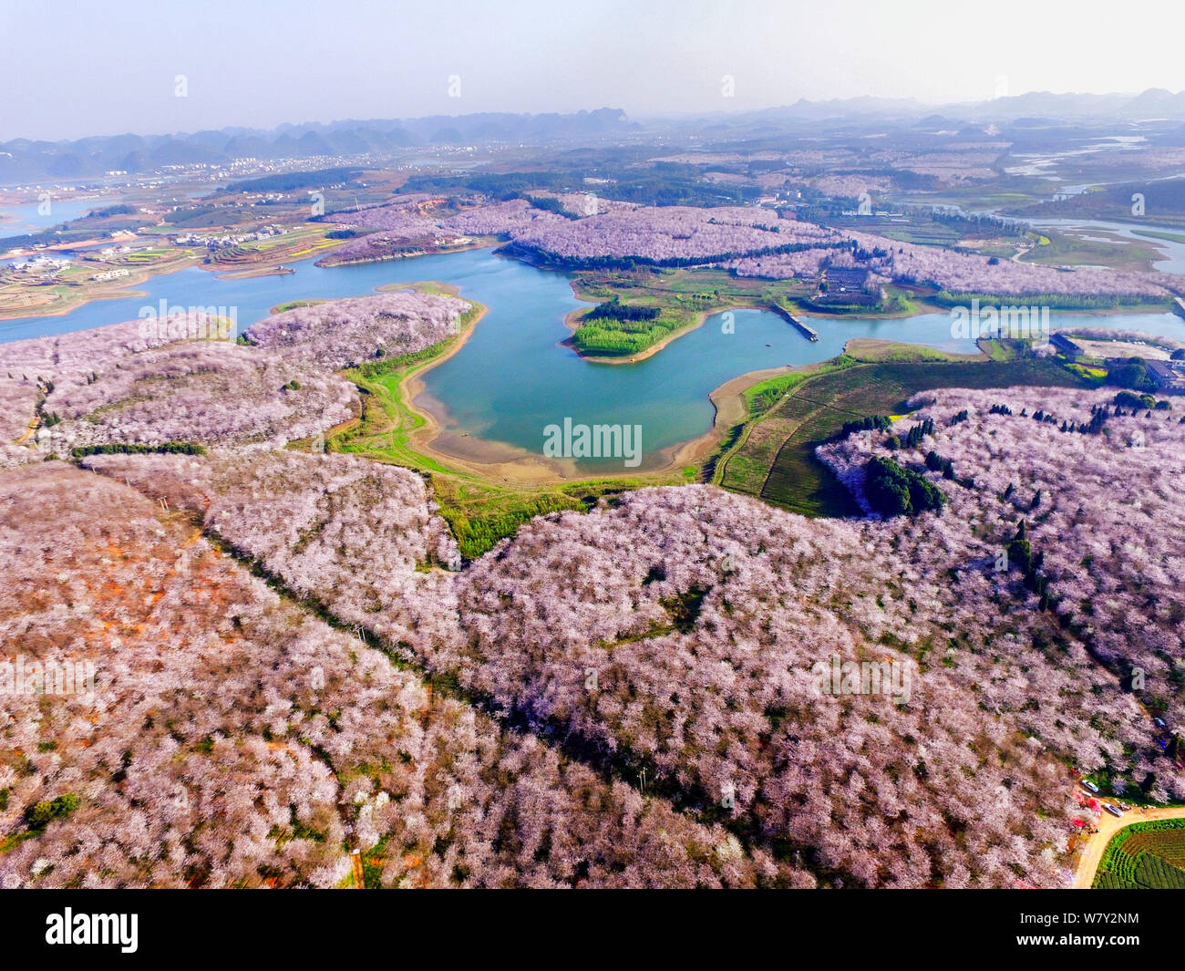 Cherry blossom anshun city hi-res stock photography and images - Alamy