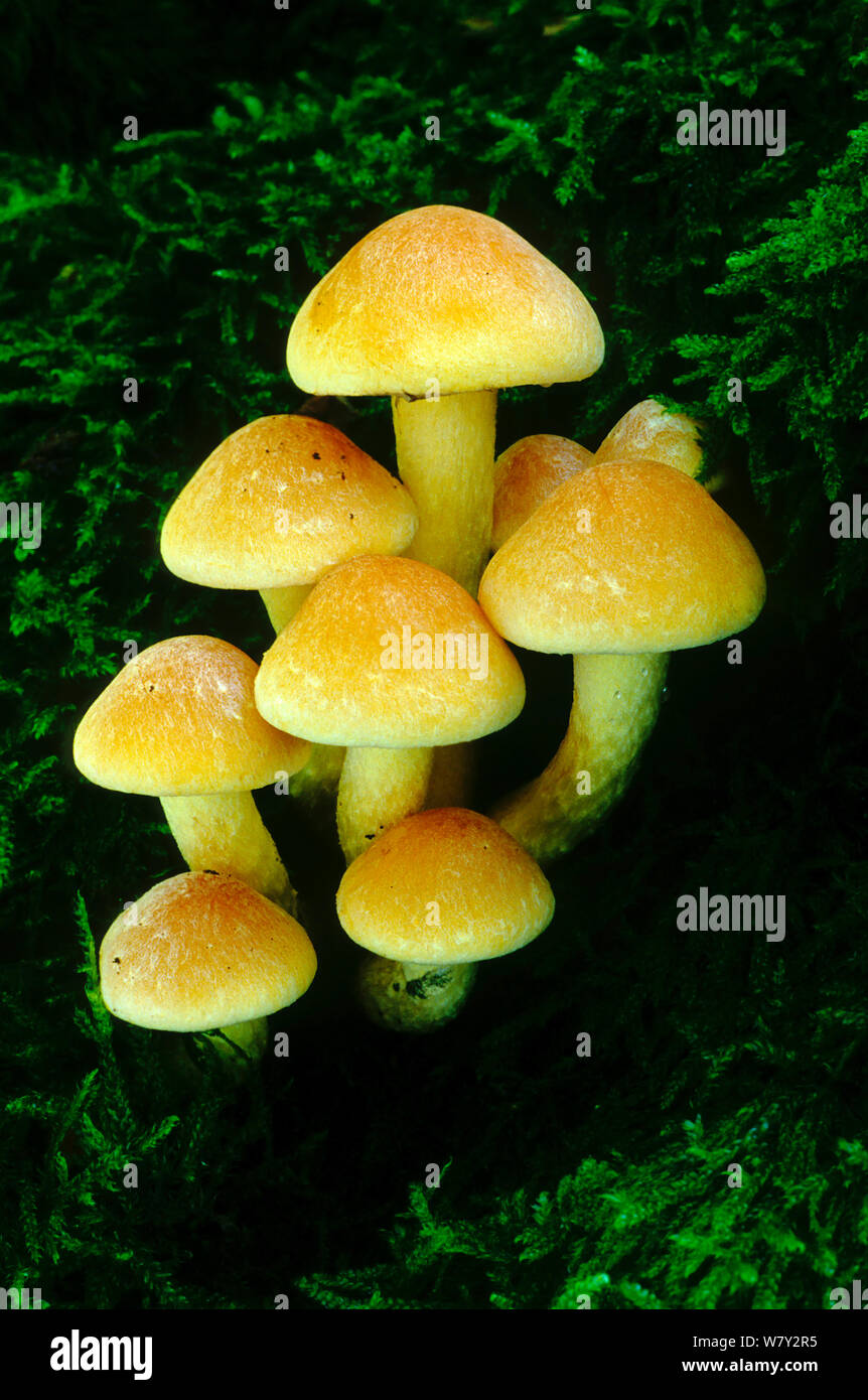 Sulphur tuft fungi (Hypholoma fasciculare) growing from moss covered ...